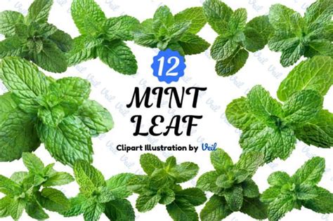 Mint Leaf Graphic By Veil · Creative Fabrica