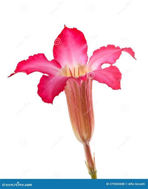 Desert Rose Impala Lily Mock Azalea Stock Image