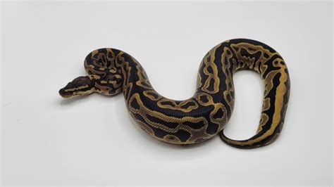 Leopard Cypress Het Clown Ball Python By Coosa River Exotics