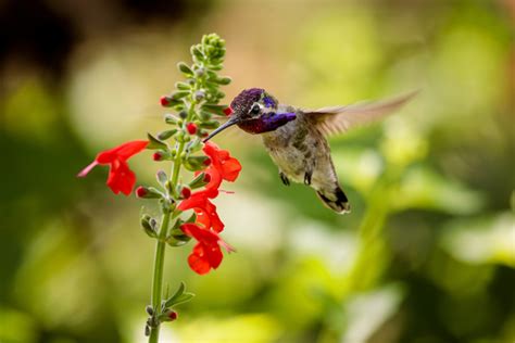 Costas Hummingbird Melody Mellinger On Fstoppers