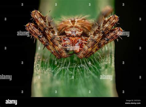 Macro Photography Of Spiny Orb Weaver Spider Resting On Vibrant Green