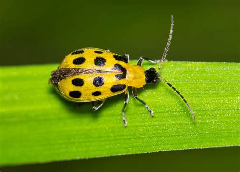 Cucumber Beetle Description Insect Examples Pests And Facts