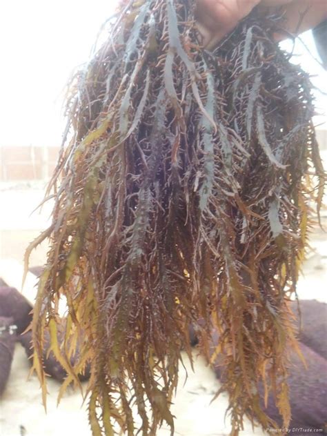 Seaweed Chondracanthus Chamisoi Dried Special Type Raw Material For Extraction Carrageen Peru