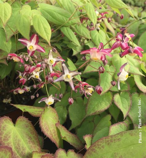 Epimedium X Rubrum Beyond The House