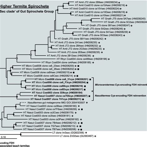 Protein Phylogeny Of Higher Termite Spirochete Group Sequences Gray Download Scientific