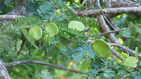 Macrolobium From Brazil Rio Parauari Near Harlequin Antbird Trail On