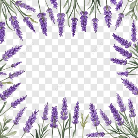 Lavender Border Purple Hue Natural Lavender Border Purple Hue