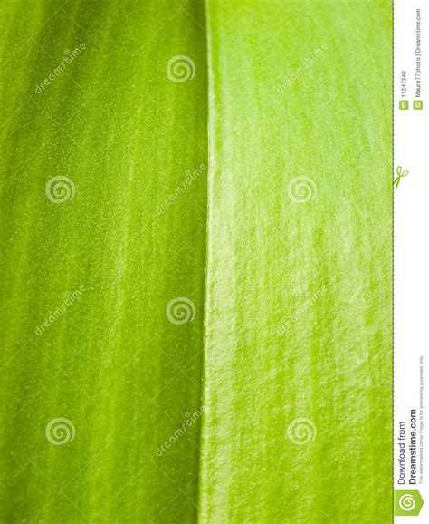 7 Abstract Green Leaf Icon Images Leaf Abstract Photography Abstract