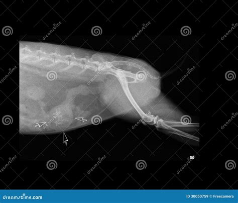 Rabbit Uterus Tumor X Ray Stock Image Image Of Small 30050759