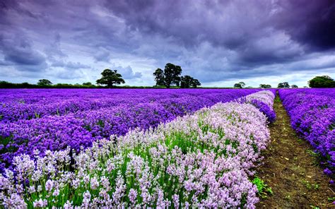 Flower Field Desktop Wallpapers Top Free Flower Field Desktop