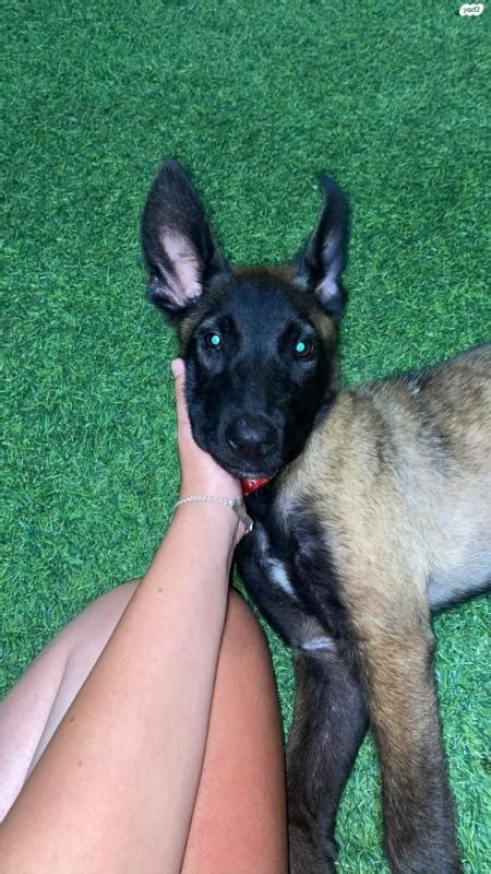 כלבים גור רועה בלגי עם תעודות מודעה 1026676