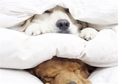 Las Siestas Felices Y Terapéuticas Un Golden Calma Las Ansiedades De