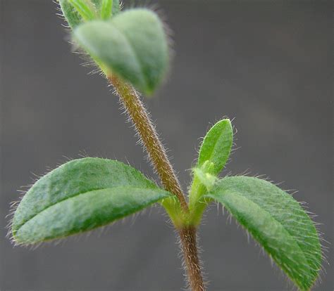 Mouse Eared Chickweed Weed Identification Guide For Ontario Crops Ontario Ca