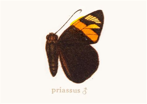 Entheus P Priassus Illustrations