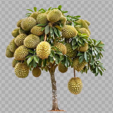 Premium Psd Durian Tree With Tall Pyramidal Canopy Large Tree Green Leav Isolated Clipart Png