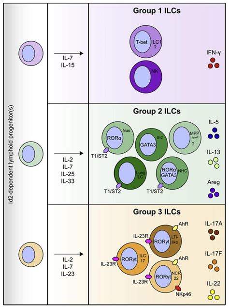 Innate Lymphoid Cells Balancing Immunity Inflammation And Tissue
