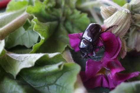 2 Free Chicatanas And Insect Images Pixabay