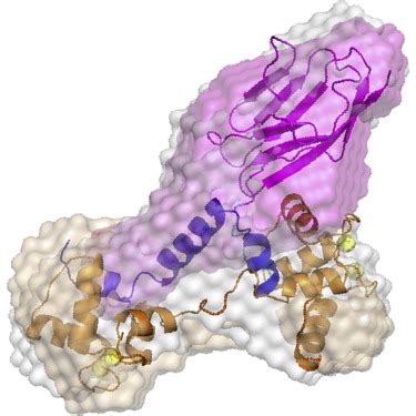 A Highly Conserved Yet Flexible Linker Is Part Of A Polymorphic Protein