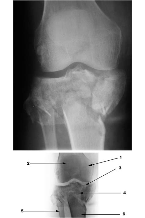 Chapter 27 Radiography Orthogate Press