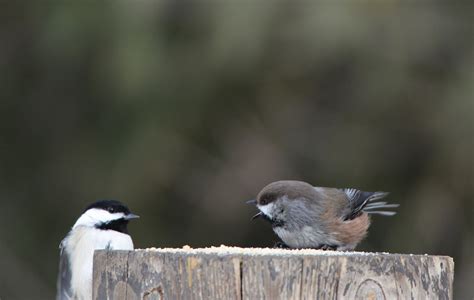 Discover The Official State Bird Of Maine A Z Animals