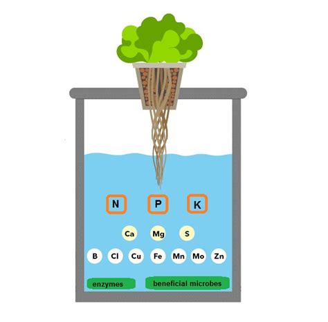 Nutrients In Hydroponic Food Formula Nitrogen Potassium Phosphorus