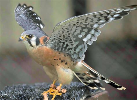 kestrel doing the wave this beautiful american kestrel is at a local