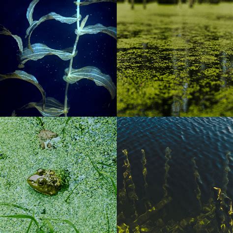 Diagnosing Your Pond Colour Algae Weeds Pond Pro Usa