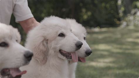 Kā Milzīgs Un Draudzīgs Leduslācis Kāds Patiesībā Ir Pireneju Kalnu Suns Raksts