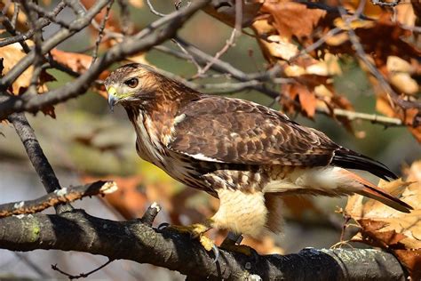 Birds Of Prey Hawks Photos