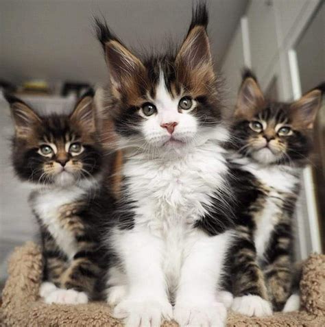 Maine Coon Kittens For Sale And Adoption Maine Coon Cats For Sale