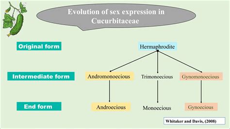 Genetic And Molecular Bases Of Cucumber Sex Determination Pptx