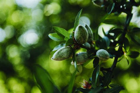 Bajam Stara Voćka Koja Je Ponovno U Modi Maslinar