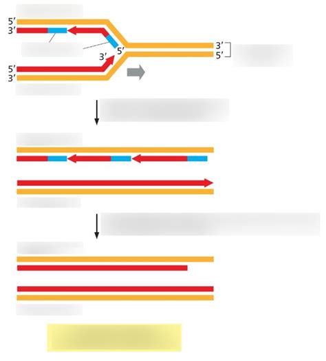Iupui Cell Bio Test 2 Diagram 33 Diagram Quizlet