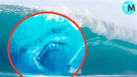 10 Megalodones Captados En CÁmara ¿real O Falso En 2020 Con