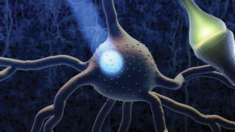 Using Optogenetics Weaker Memory Reactivation And Promoted Forgetting