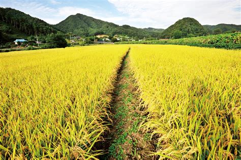 가을 햇살을 보면 농부의 ‘연봉을 알 수 있다