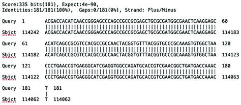 A 181 Bp Dna Sequence Of Mycobacterium Tuberculosis Is6110 Obtained