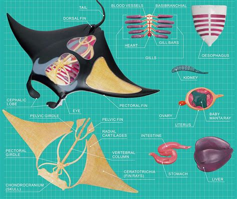 Aoshima 4d Vision No30 Manta Ray Anatomy Model Plazajapan