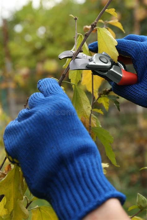 Woman Pruning Tree Branch By Secateurs In Garden Closeup Stock Image
