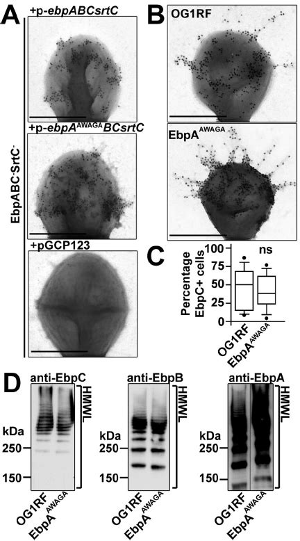 Mutation Of Ebpas Midas Motif Does Not Affect Pilus Biogenesis Mouse