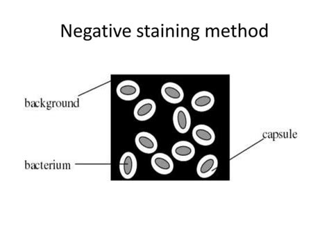 Capsule Stainingpptx