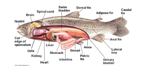 Understanding The Swim Bladder Bass Angler Magazine