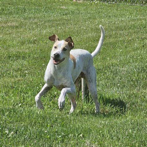 Animals Moby Sault Ste Marie Humane Society