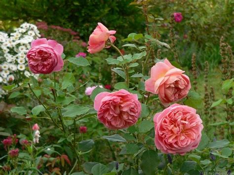Boscobel Rose Photo Boscobel Rose Bush Care Instructions David