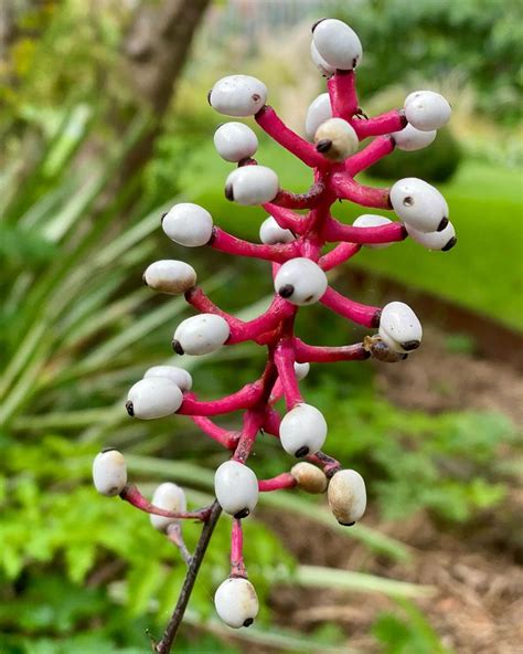 20 Of The Worlds Strangest Flowers
