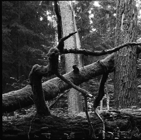 In A Polish Forest By Pitorell On Deviantart