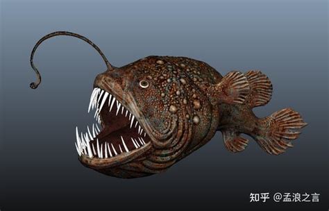 疯狂的进化——鮟鱇鱼：50万倍，自然界体形差异最大的夫妻 知乎