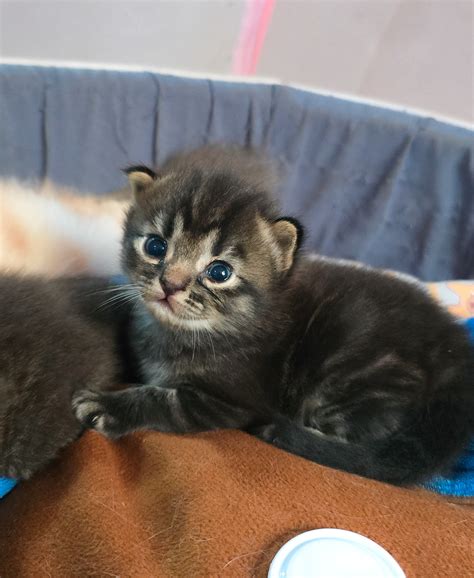 ချောပုလုံးမိသားစု သနားစရာမျက်နှာလေးနဲ့ကိုကိုး Facebook