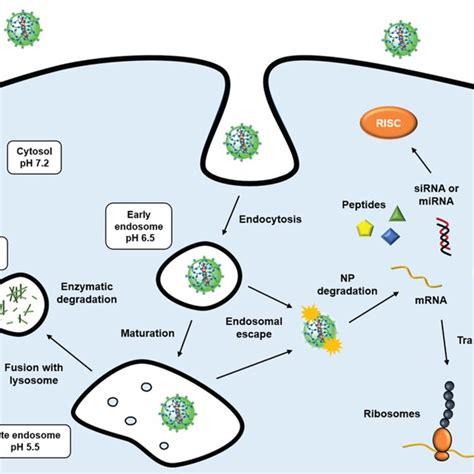 The Two Main Structural Forms Of Polymeric Nanoparticles Nanospheres Download Scientific