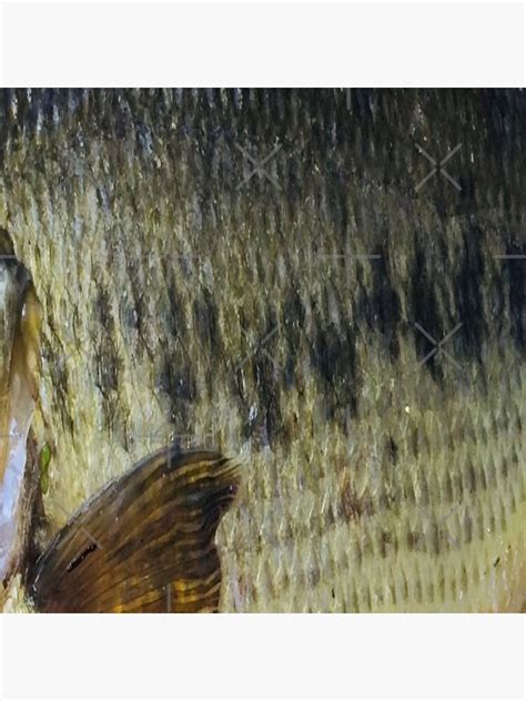 Largemouth Bass Skin Natural Fish Scale Pattern Sticker For Sale By